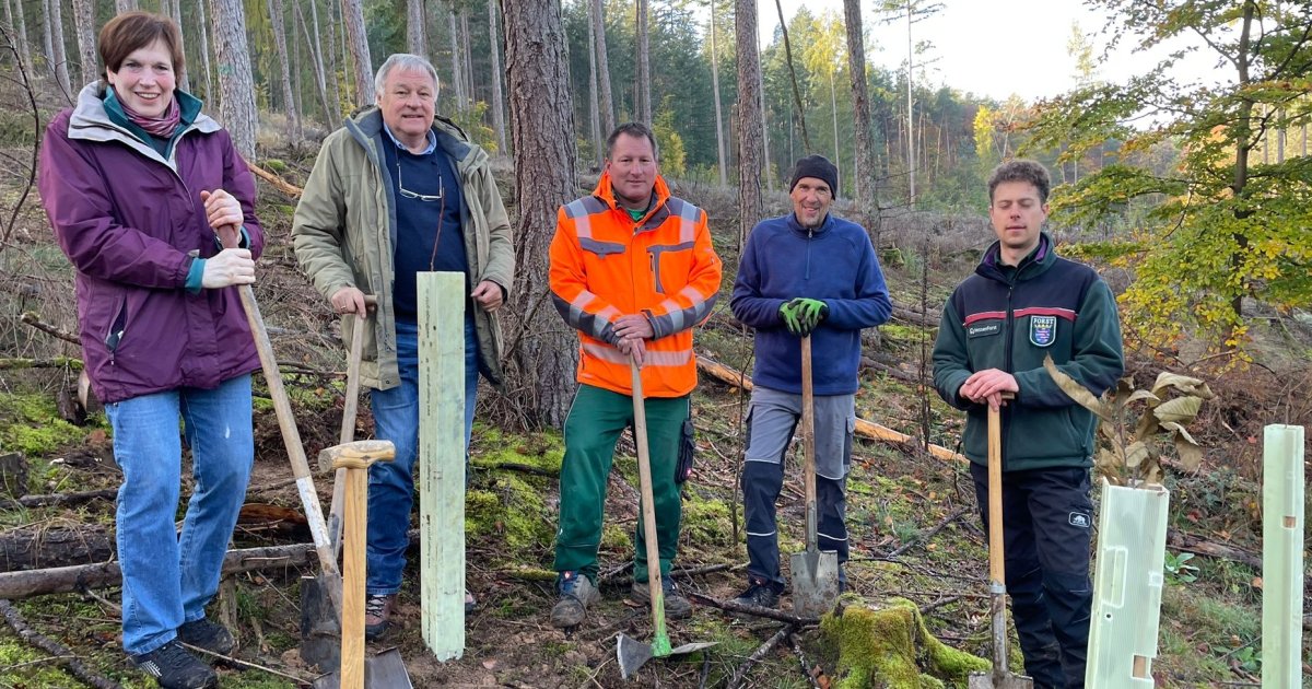 Baumpflanzaktion im Höchster Wald über Mümling-Grumbach | Höchst i. Odw ...